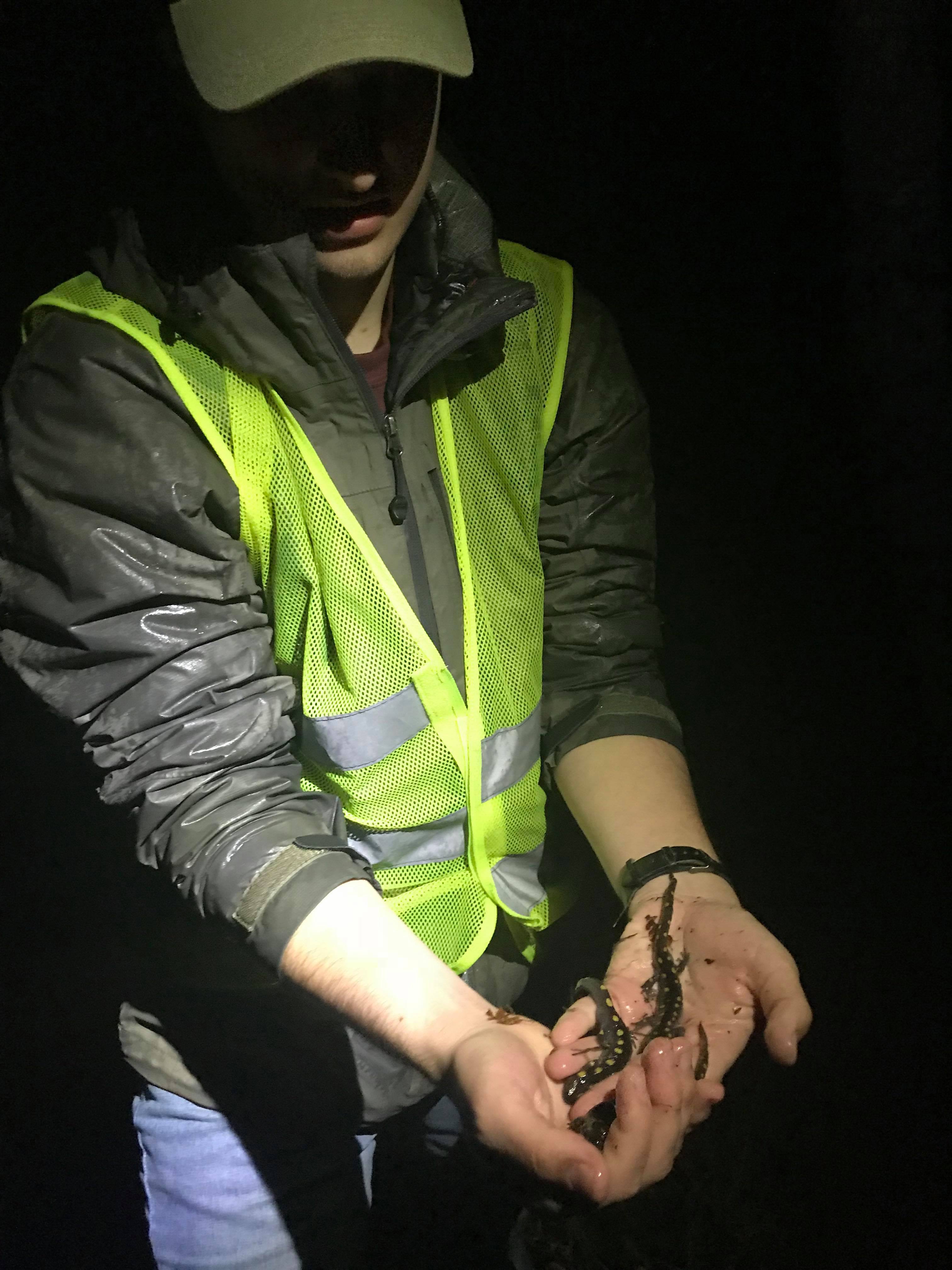 What is a Big Night? – Maine Big Night: Amphibian Migration Monitoring