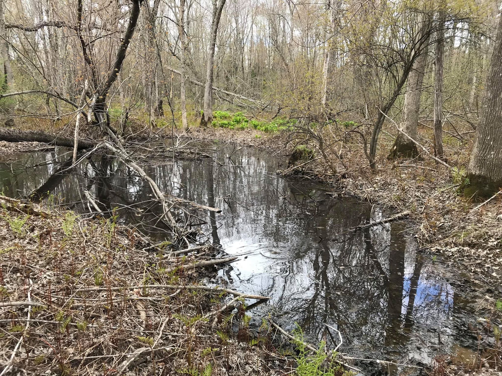 Get Involved – Maine Big Night: Amphibian Migration Monitoring